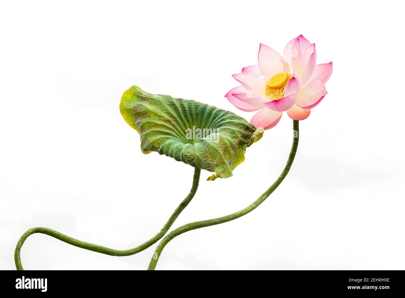 Summer red land Cut Out Stock Images & Pictures - Alamy