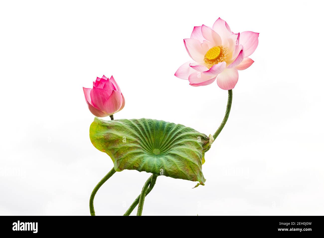 spring and summer garden Stock Photo - Alamy