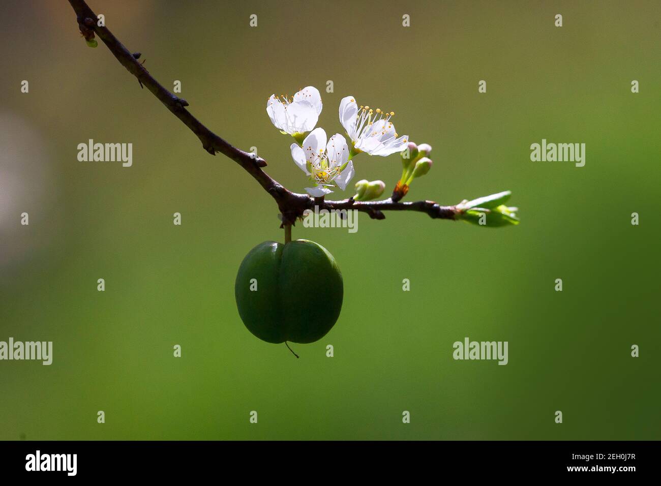 spring and summer garden Stock Photo - Alamy