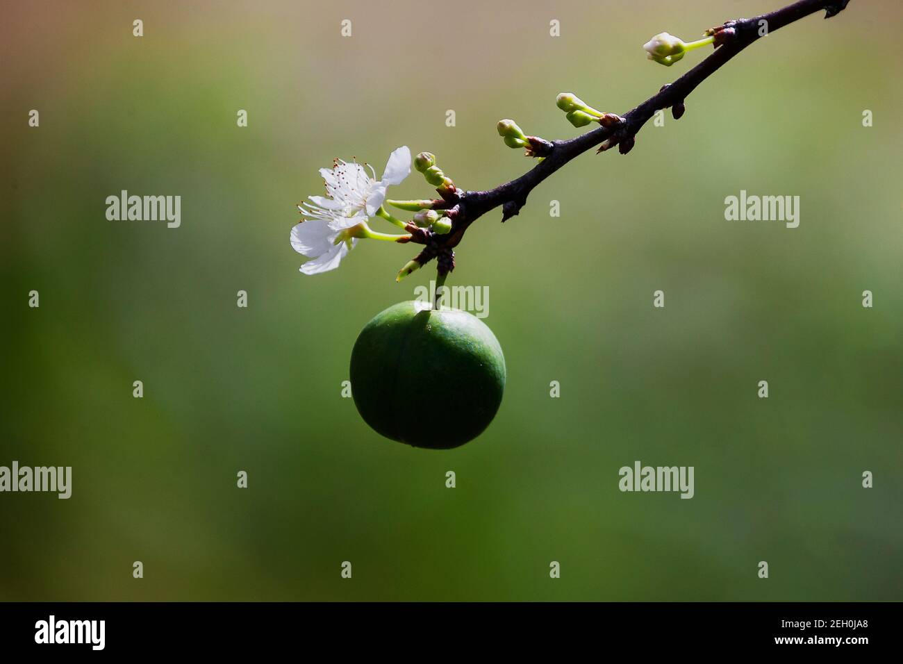 spring and summer garden Stock Photo - Alamy