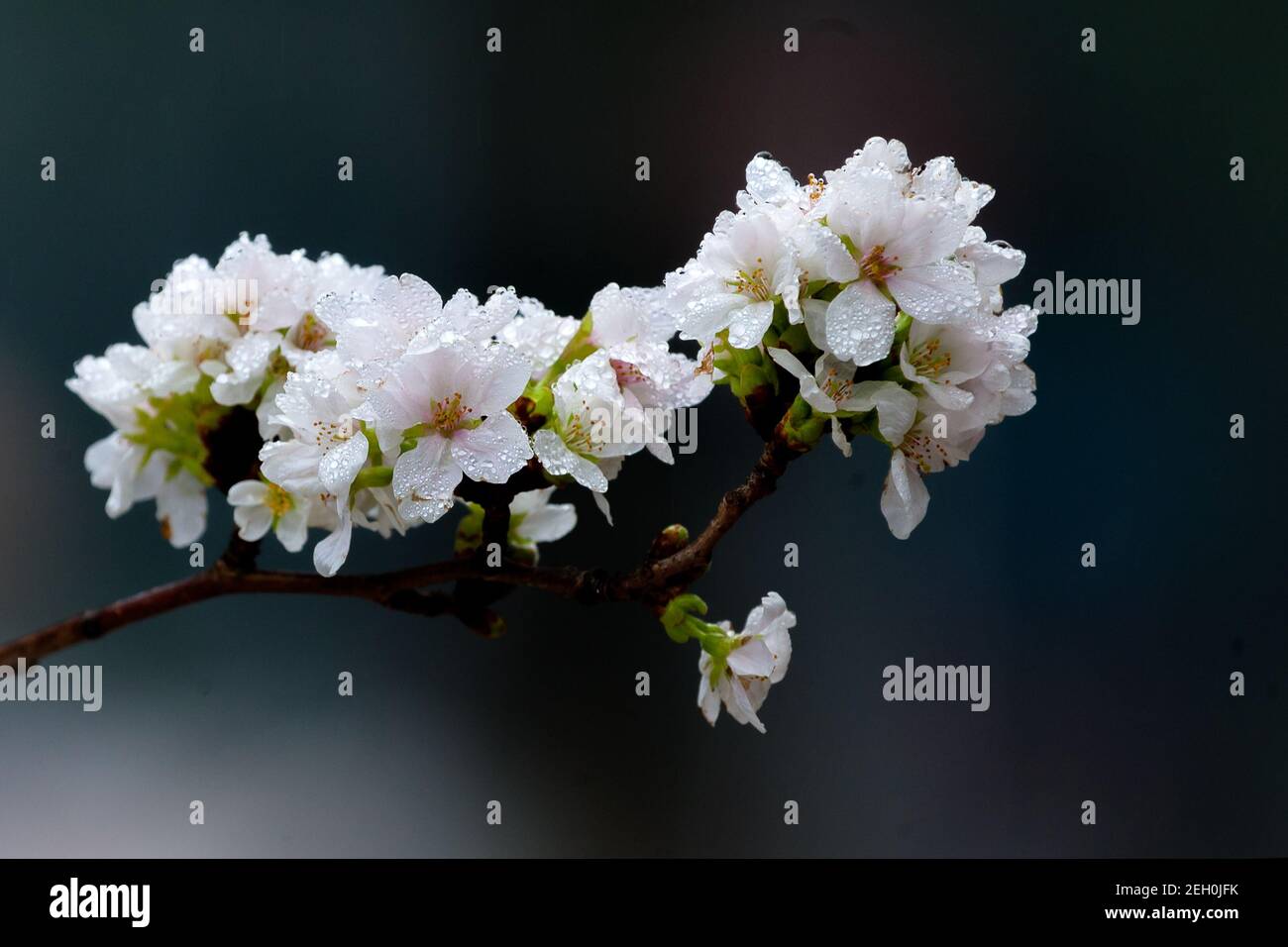 spring and summer garden Stock Photo - Alamy