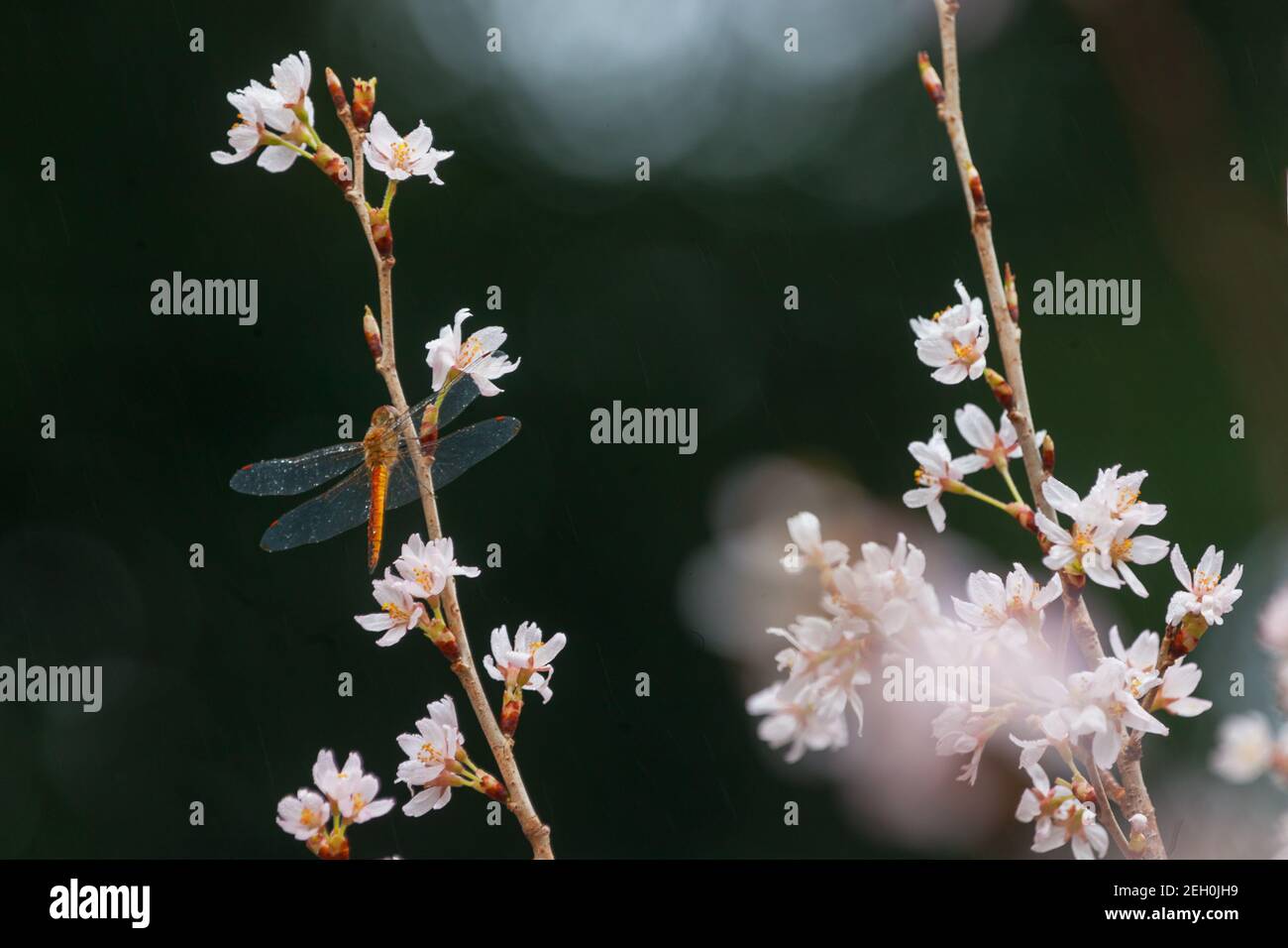 spring and summer garden Stock Photo - Alamy