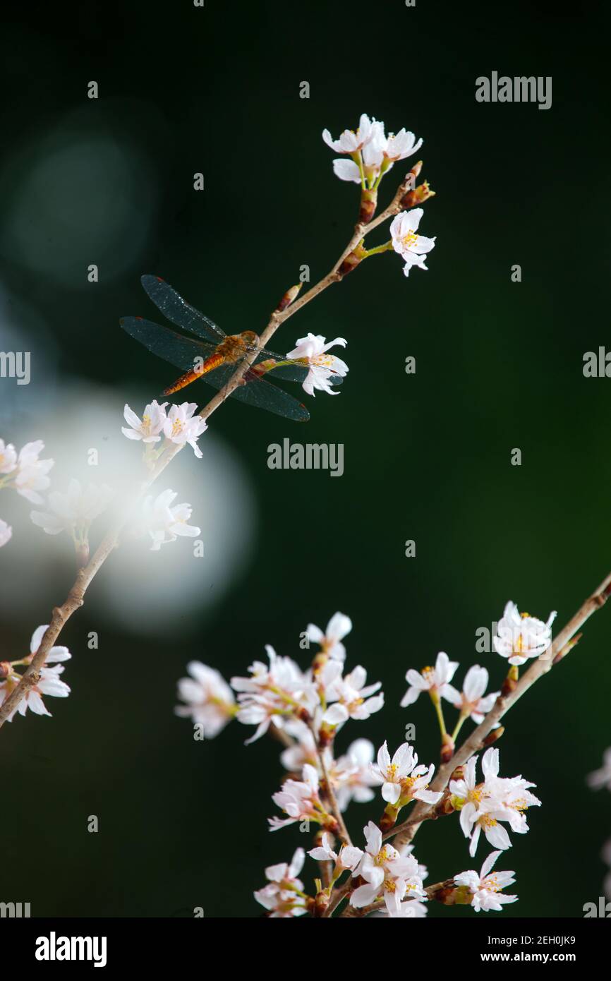 spring and summer garden Stock Photo - Alamy