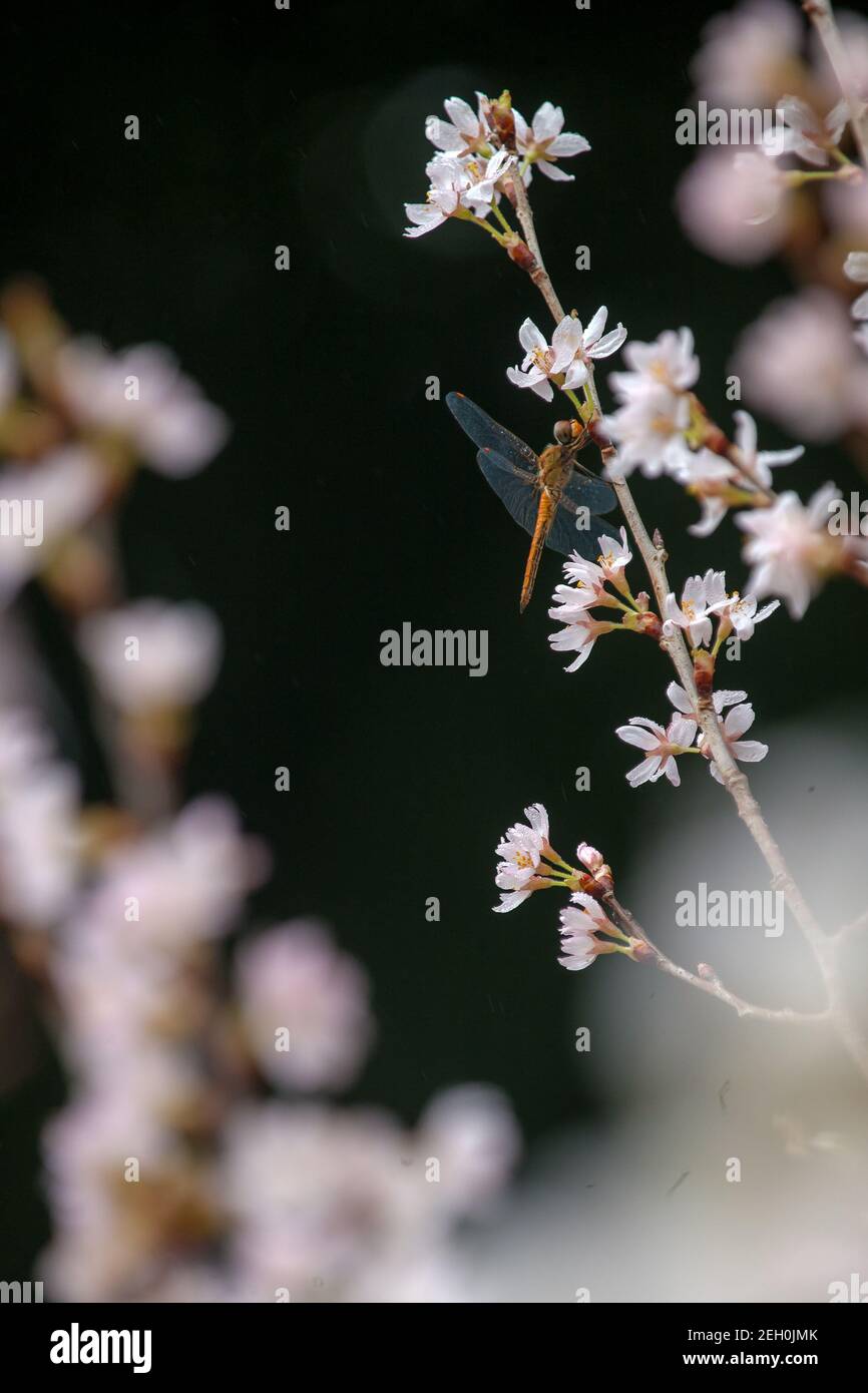 spring and summer garden Stock Photo - Alamy