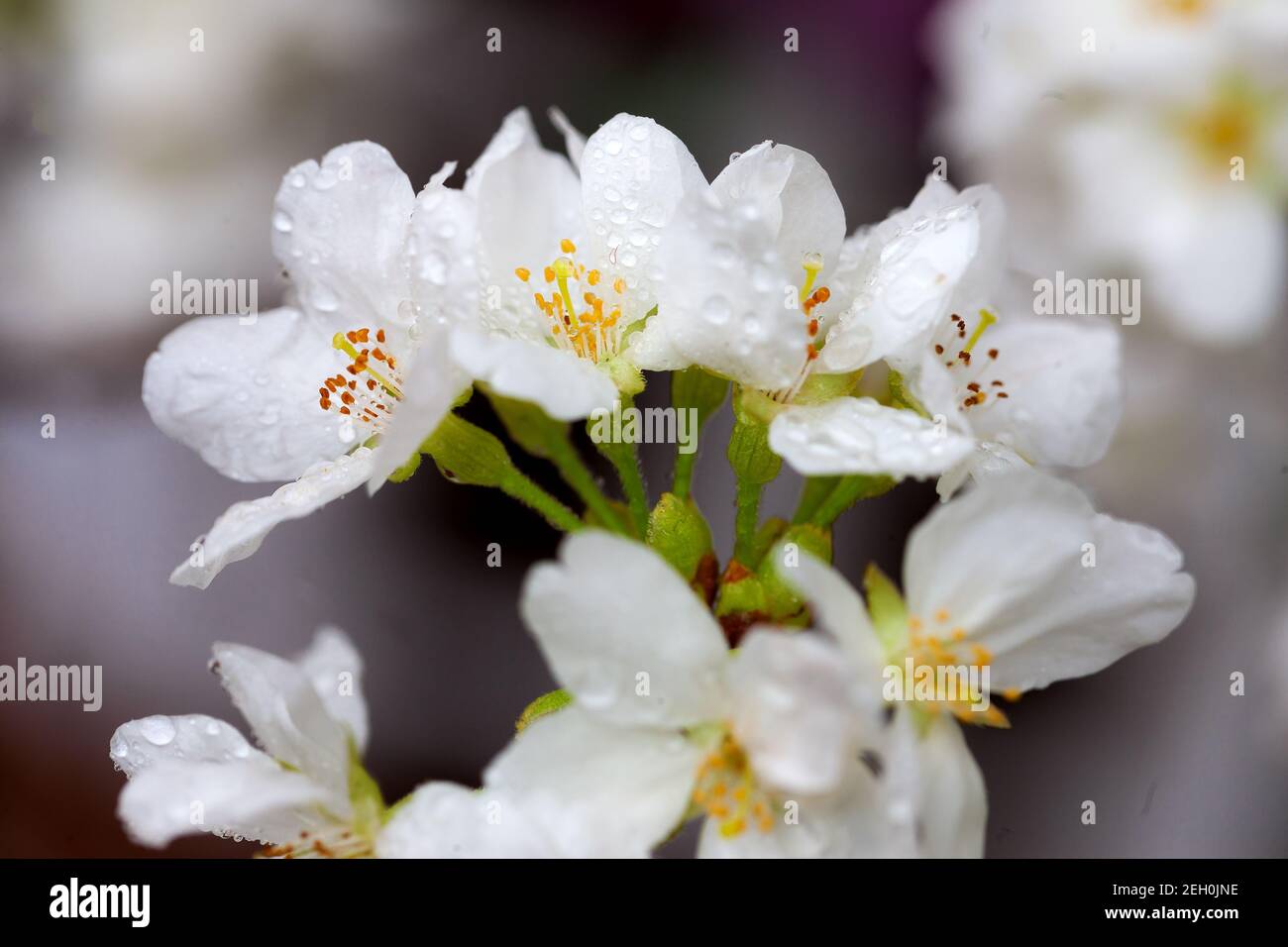 spring and summer garden Stock Photo - Alamy