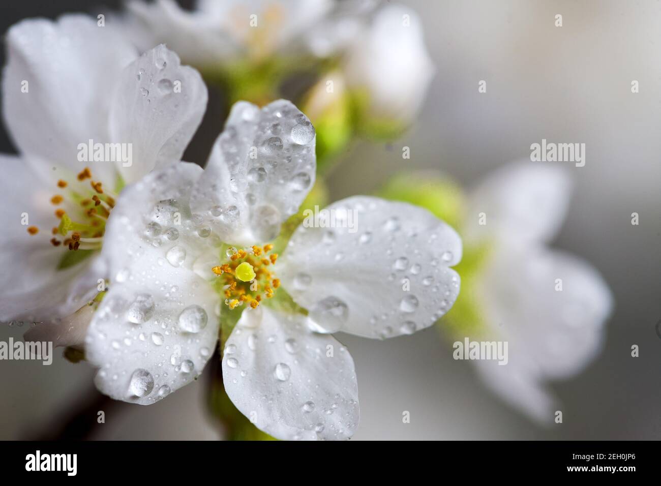 spring and summer garden Stock Photo - Alamy