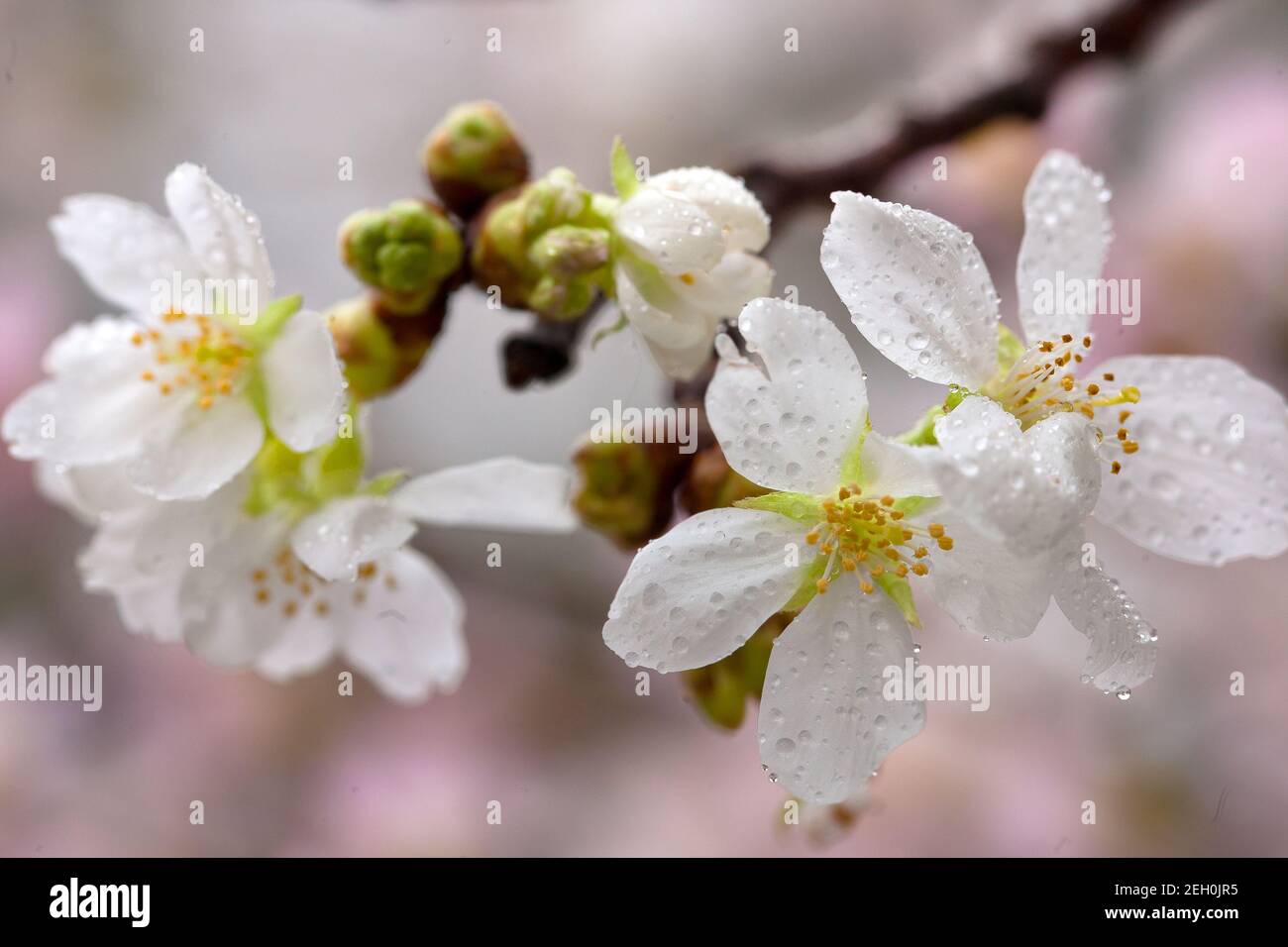 spring and summer garden Stock Photo - Alamy