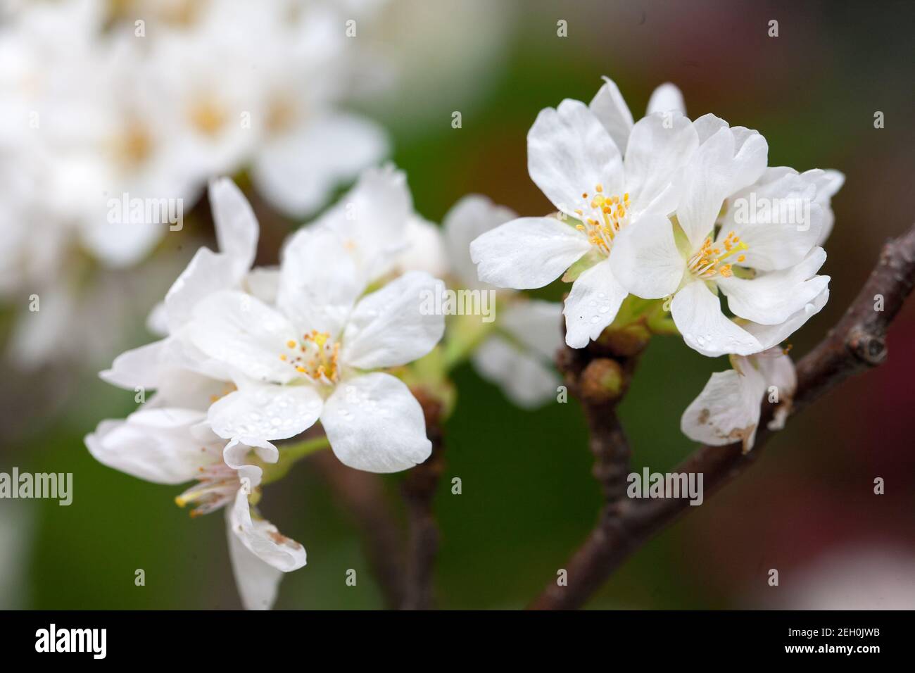 spring and summer garden Stock Photo - Alamy