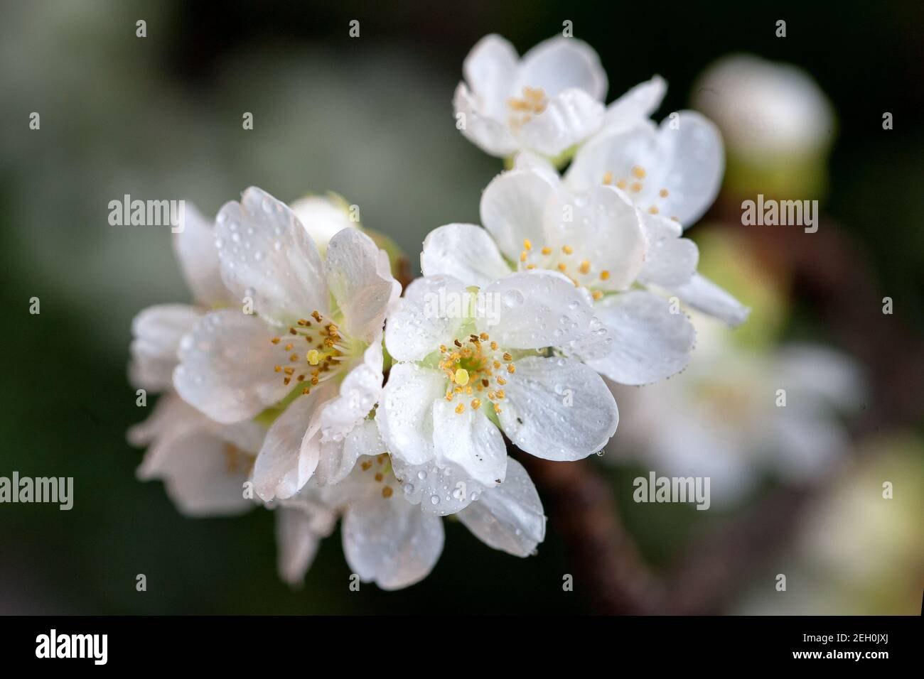 spring and summer garden Stock Photo - Alamy