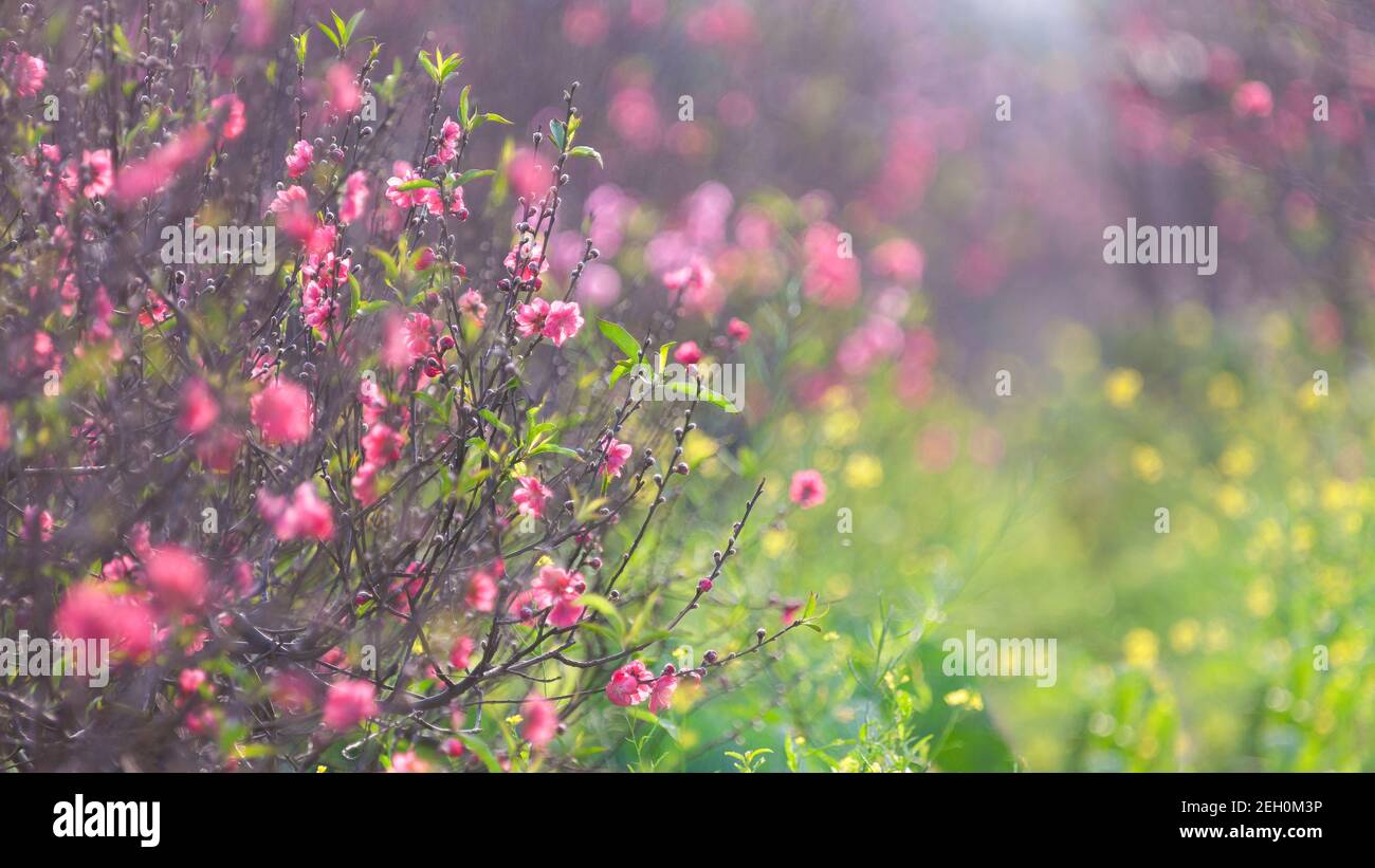 spring and summer garden Stock Photo - Alamy