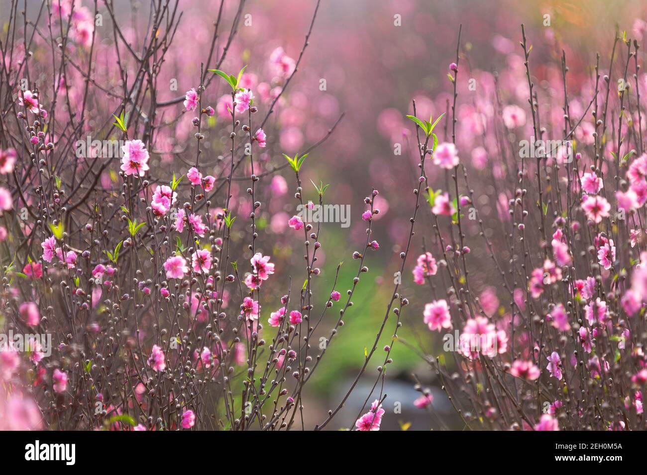 spring and summer garden Stock Photo - Alamy