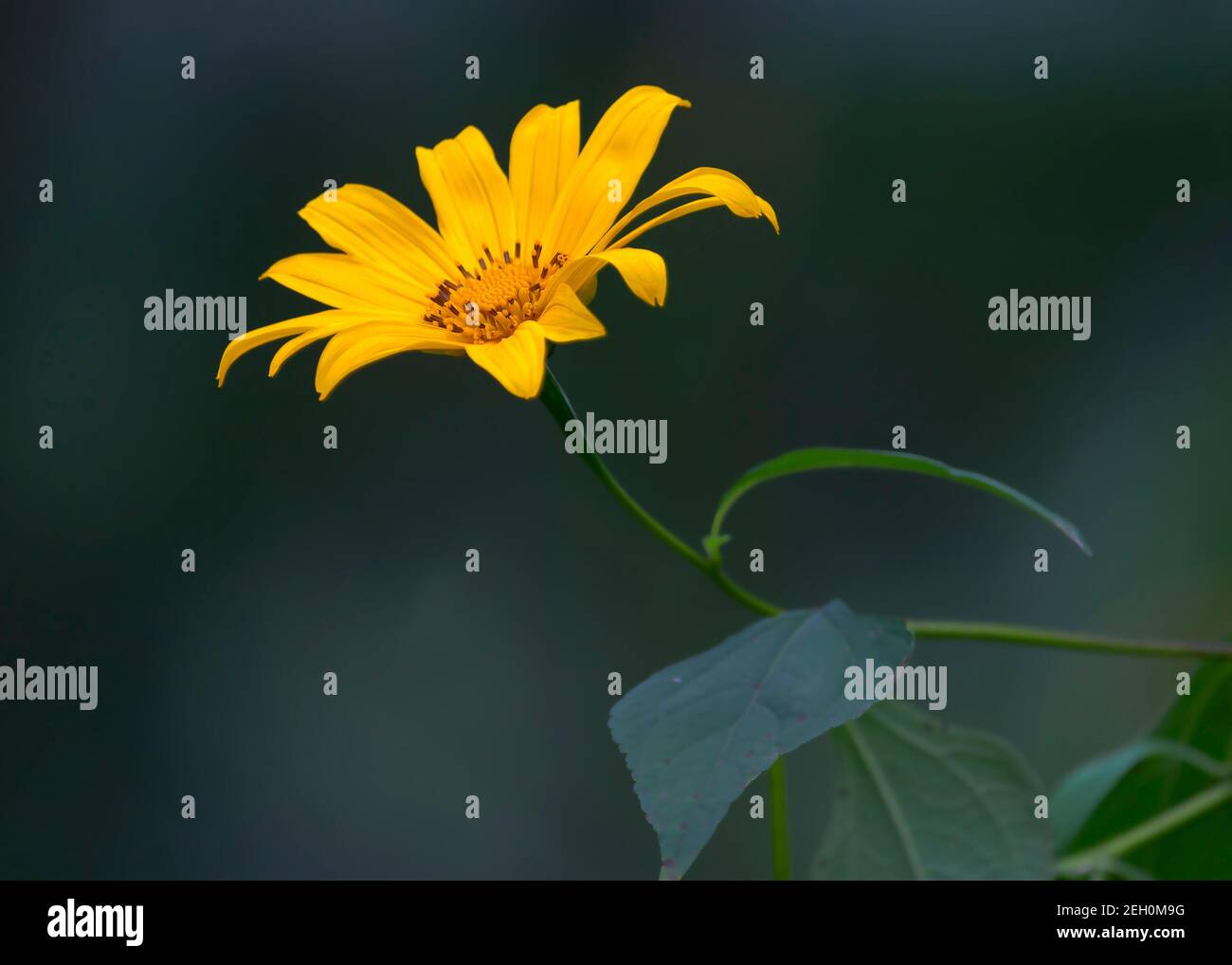 spring and summer garden Stock Photo - Alamy