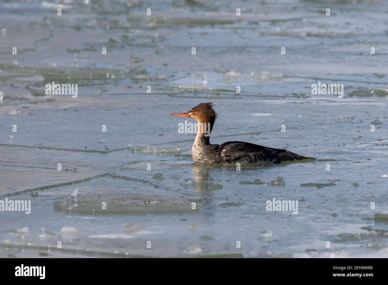 Hunter lake minnesota hi-res stock photography and images - Alamy