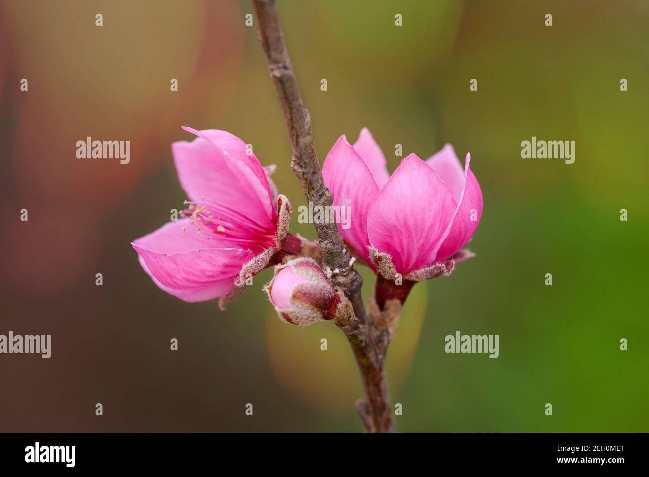 spring and summer garden Stock Photo - Alamy