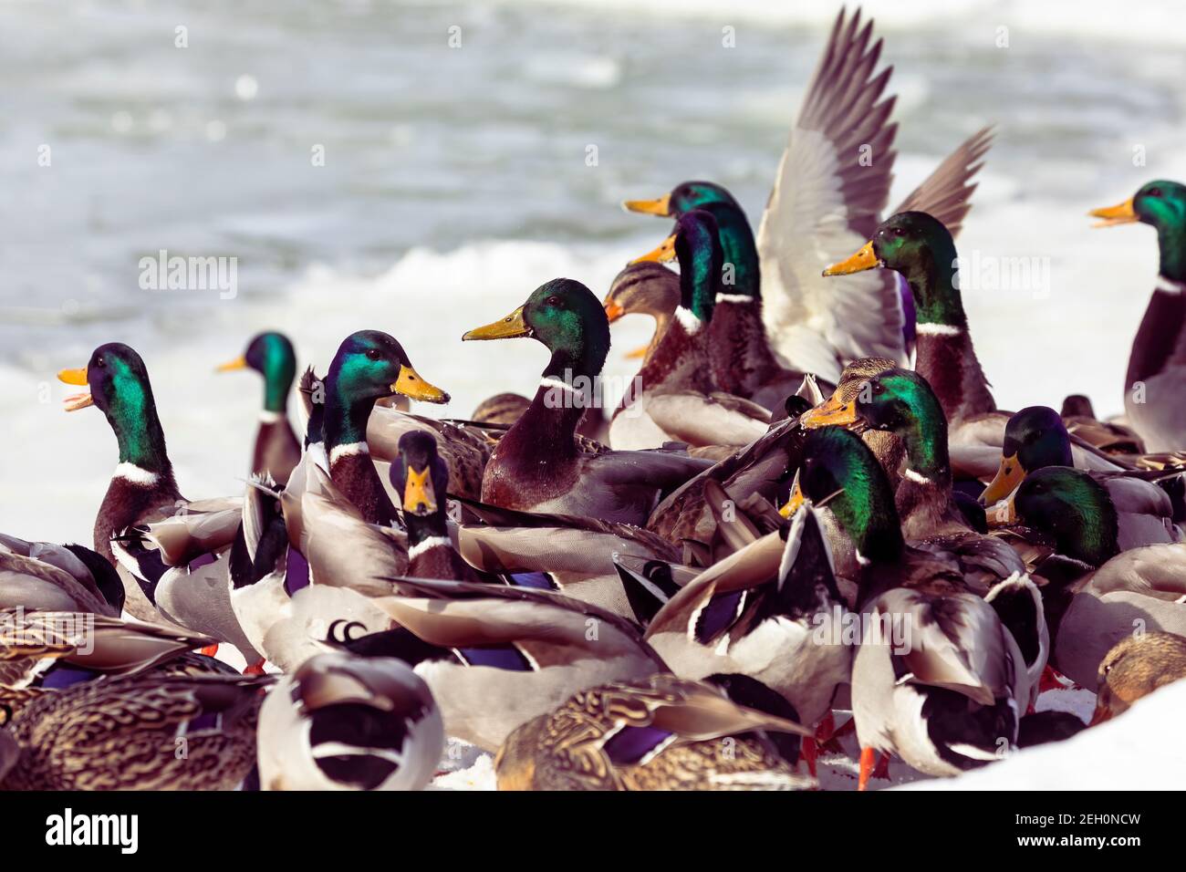 Flock of mallard o the bank river Stock Photo - Alamy