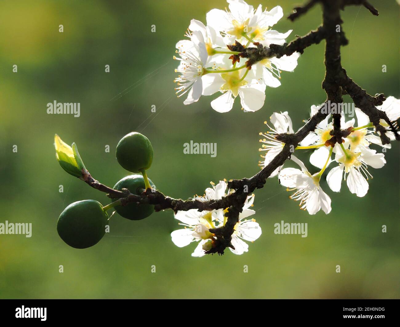 spring and summer garden Stock Photo - Alamy
