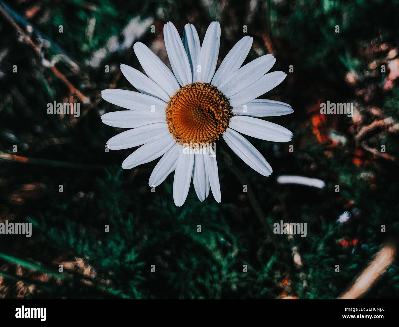 Top view of a white daisy with one peta Stock Photo - Alamy