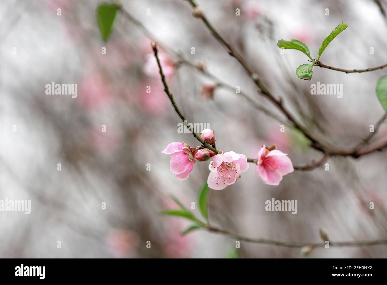 spring and summer garden Stock Photo - Alamy