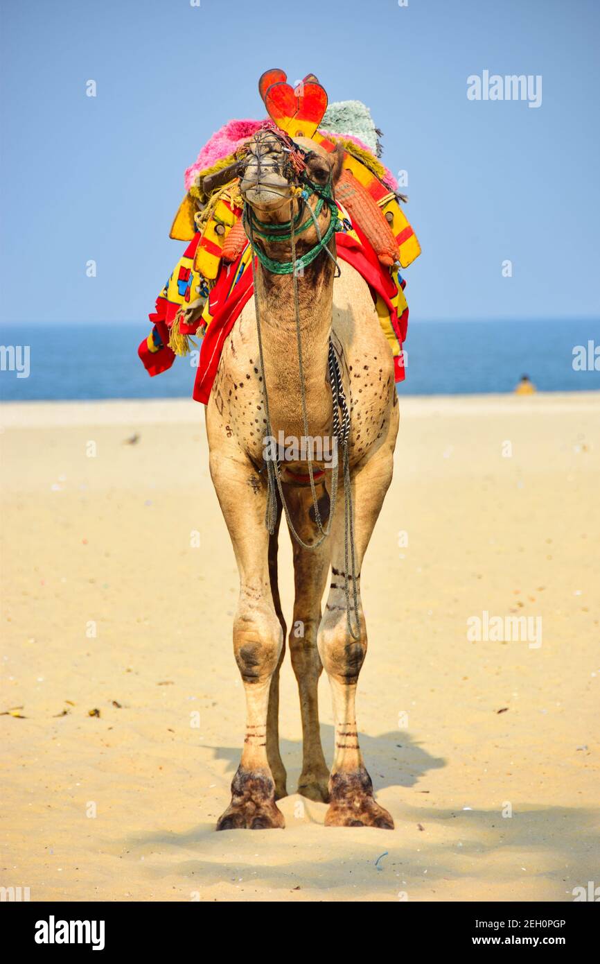 Camel, Arabian Sea, Alleppey, Kerala, India Stock Photo - Alamy