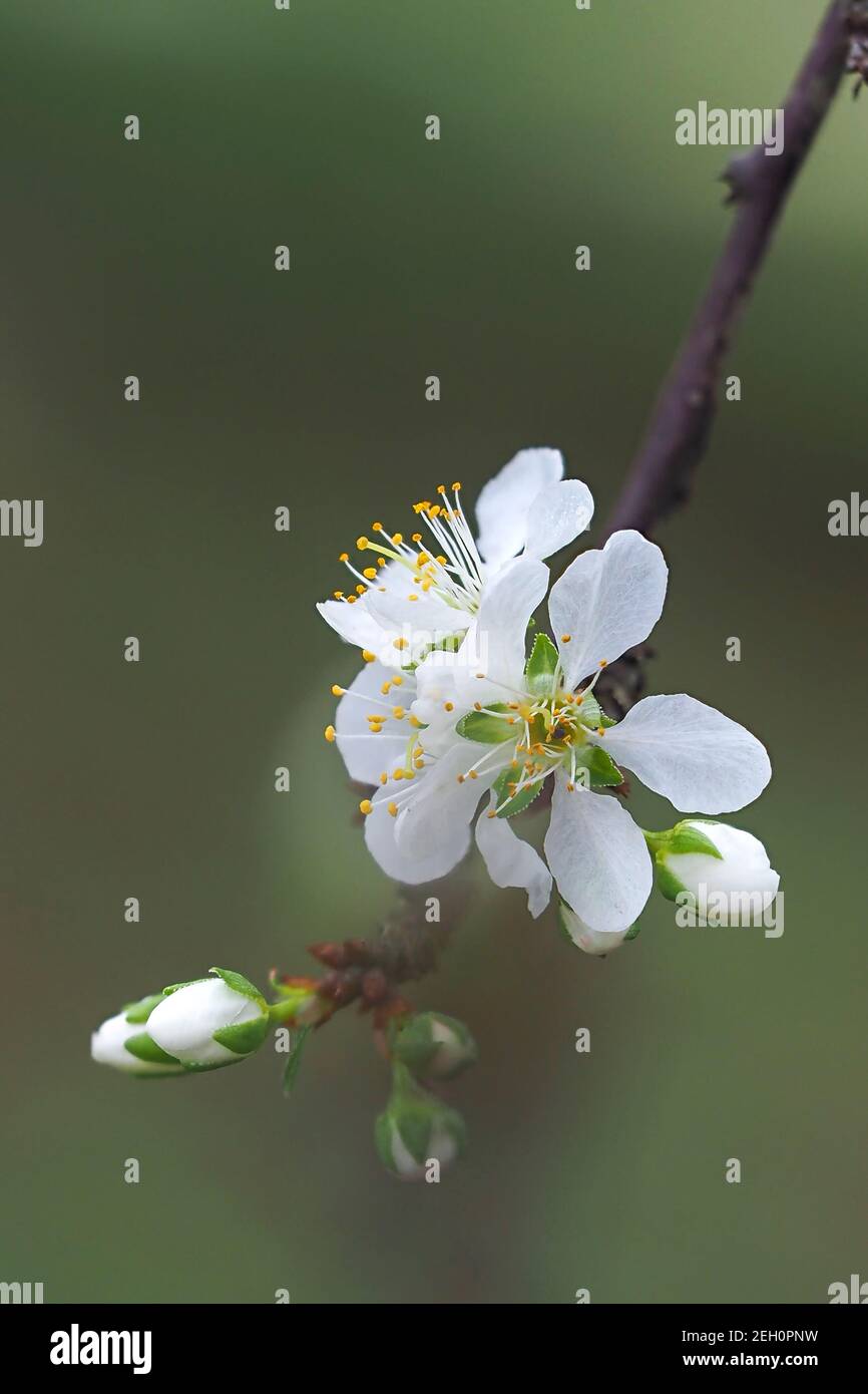 spring and summer garden Stock Photo - Alamy