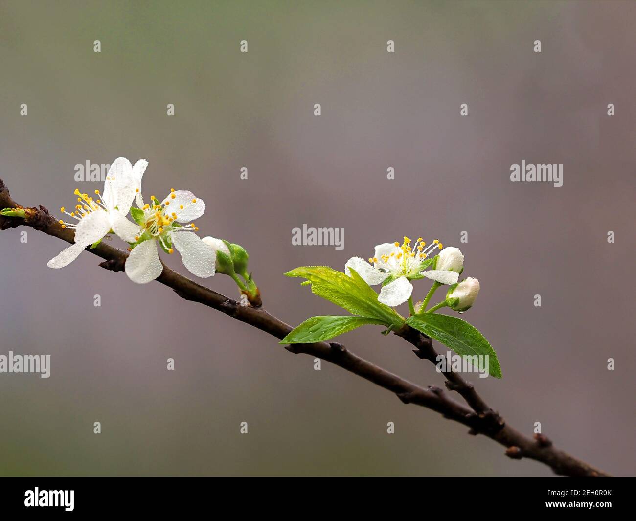 spring and summer garden Stock Photo - Alamy
