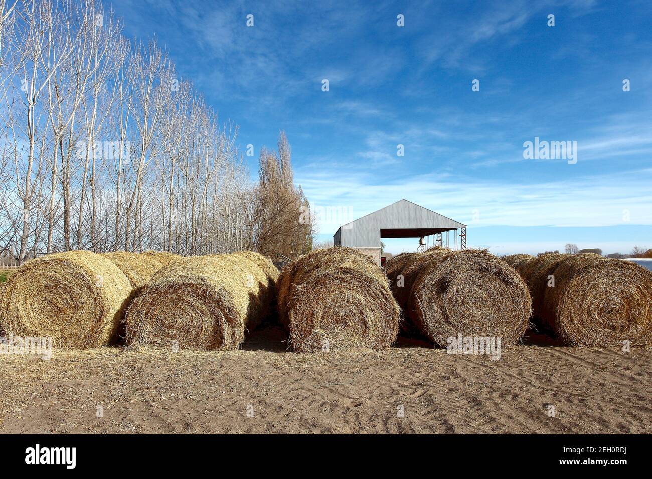 Hay for cattle Stock Photo - Alamy