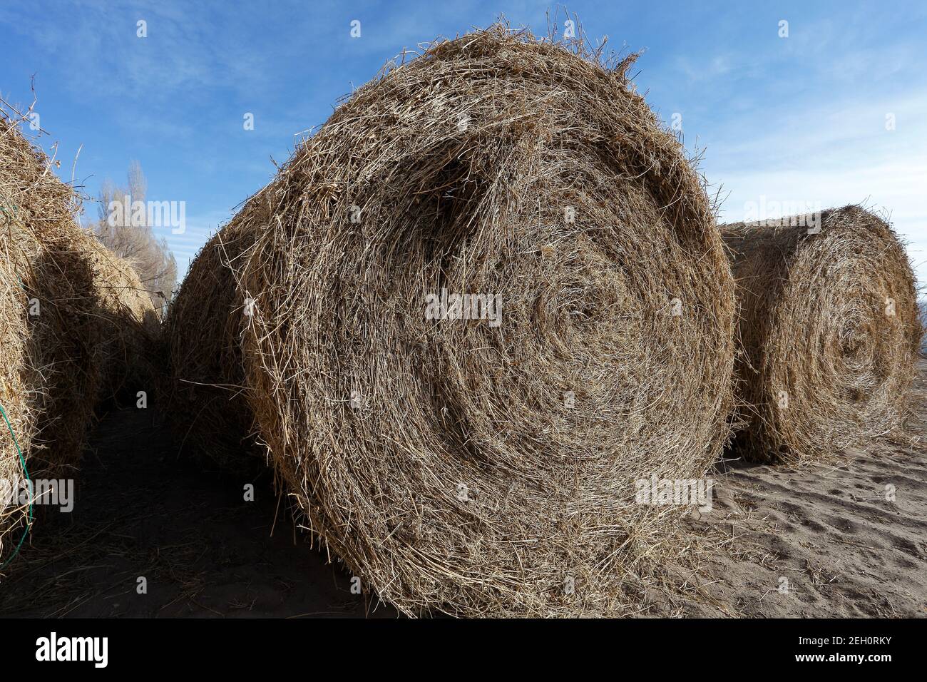 Hay for cattle Stock Photo - Alamy