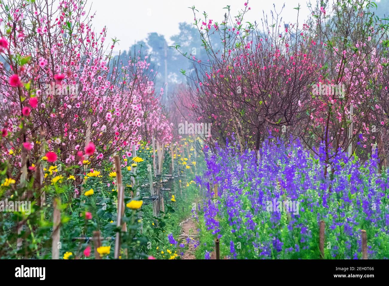 spring and summer garden Stock Photo - Alamy