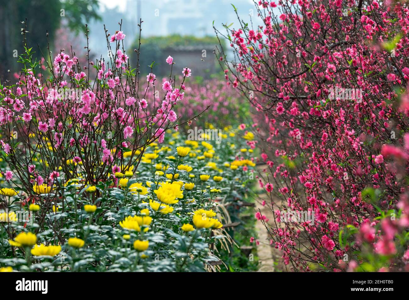 spring and summer garden Stock Photo - Alamy