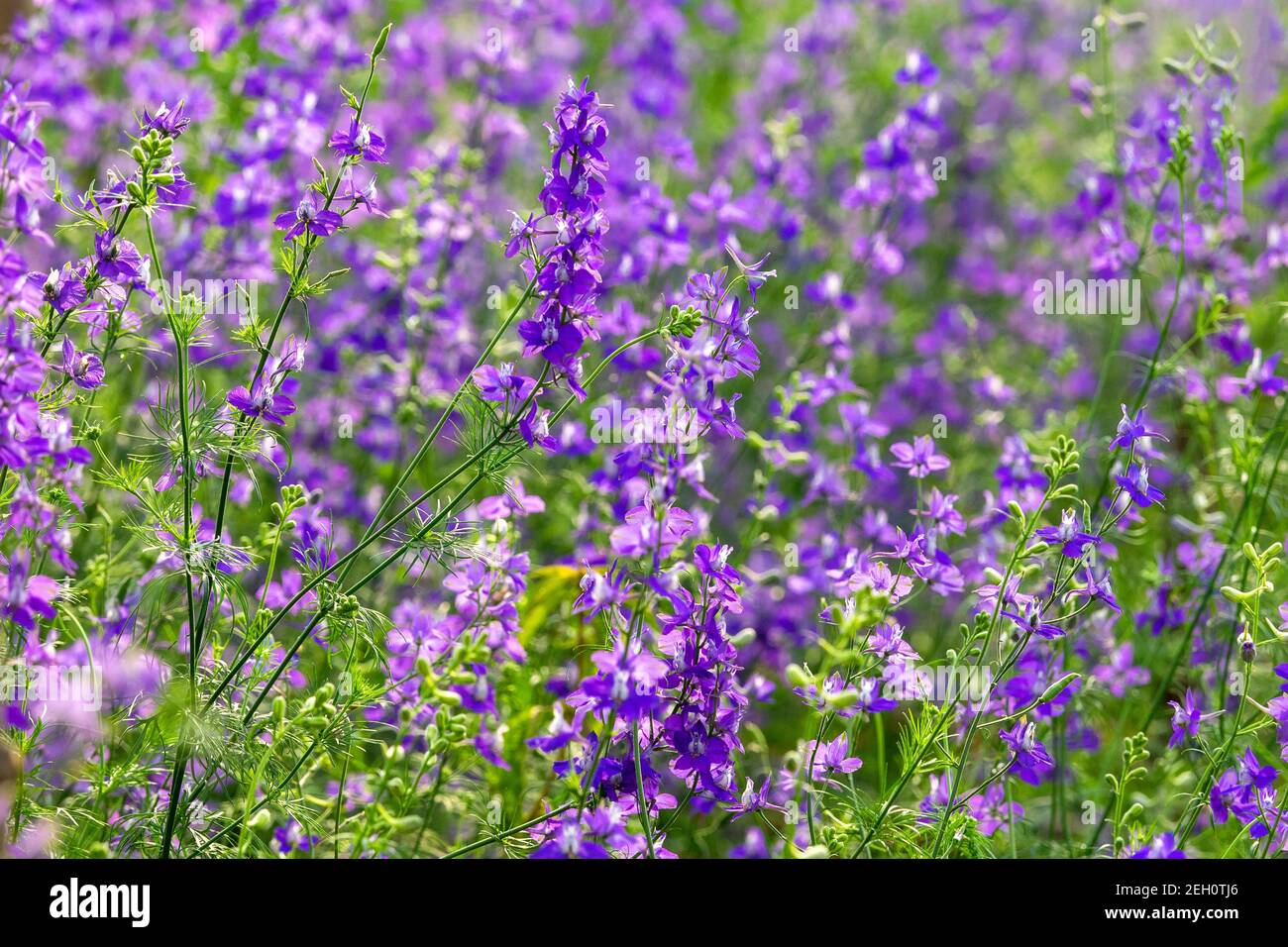 spring and summer garden Stock Photo - Alamy