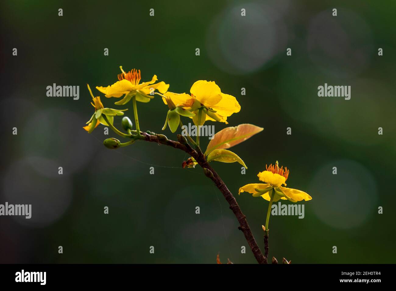 spring and summer garden Stock Photo - Alamy