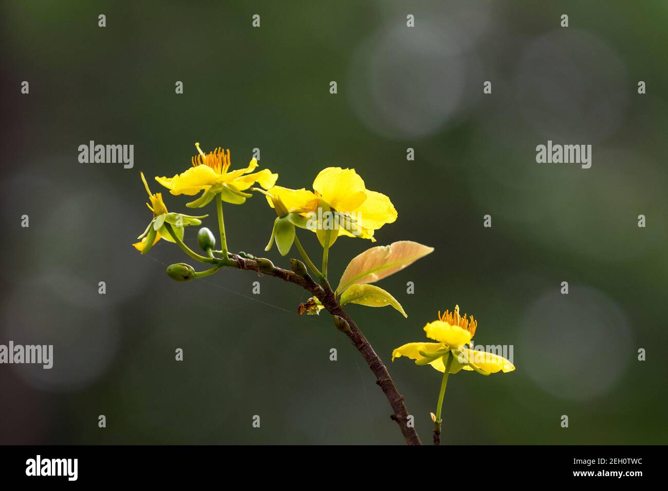 spring and summer garden Stock Photo - Alamy