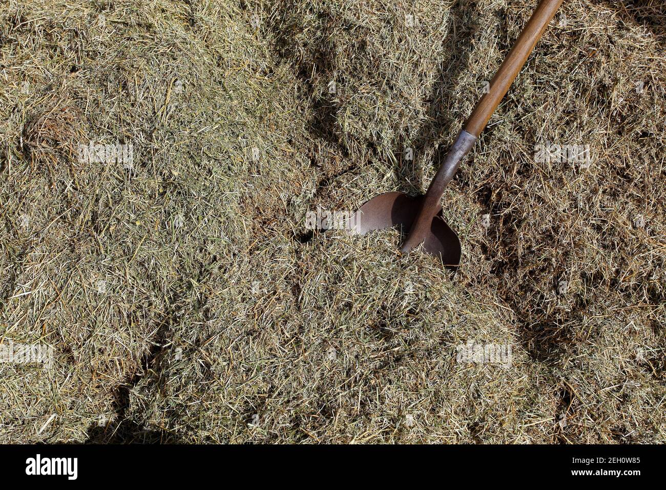 Hay for cattle Stock Photo - Alamy
