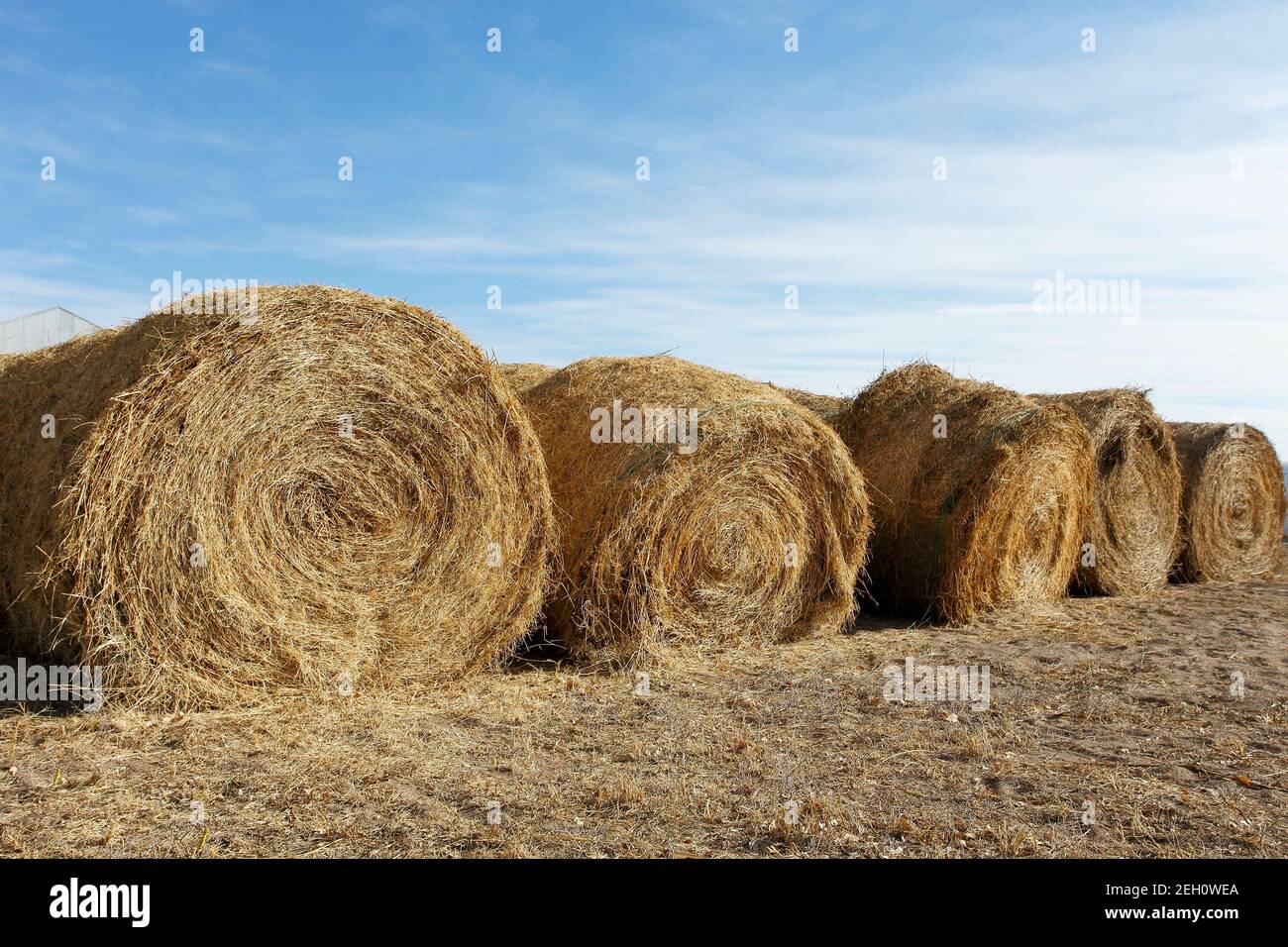 Hay for cattle Stock Photo - Alamy