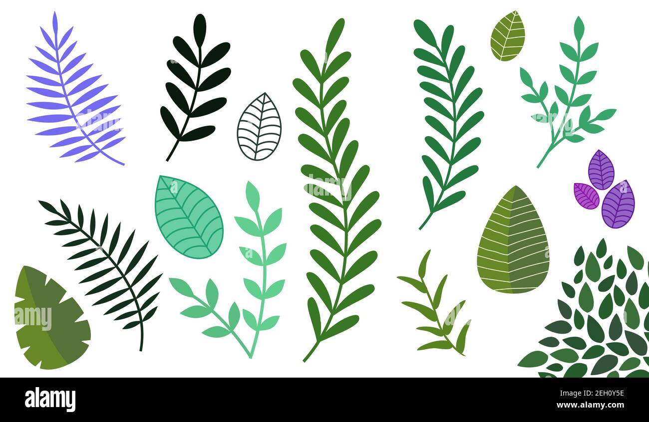 Set of different tree leaves. Isolated on a white background ...