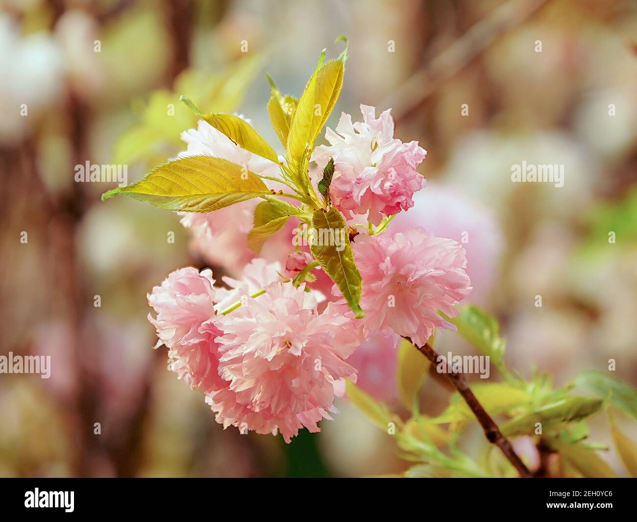 spring and summer garden Stock Photo - Alamy