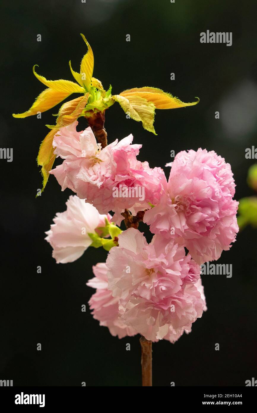 spring and summer garden Stock Photo - Alamy