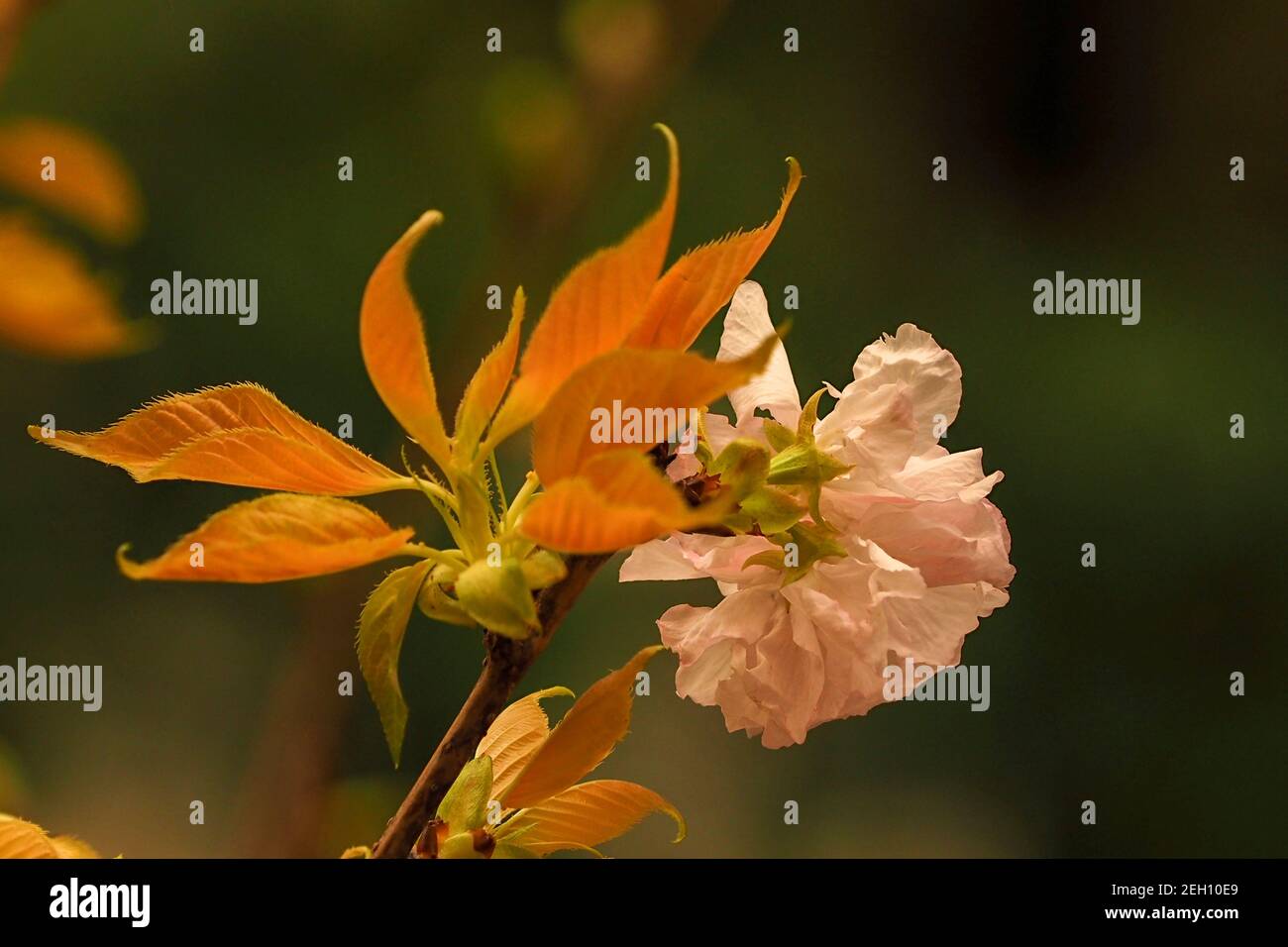 spring and summer garden Stock Photo - Alamy
