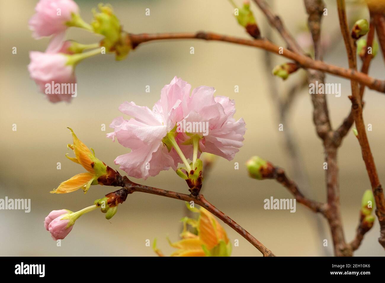 spring and summer garden Stock Photo - Alamy