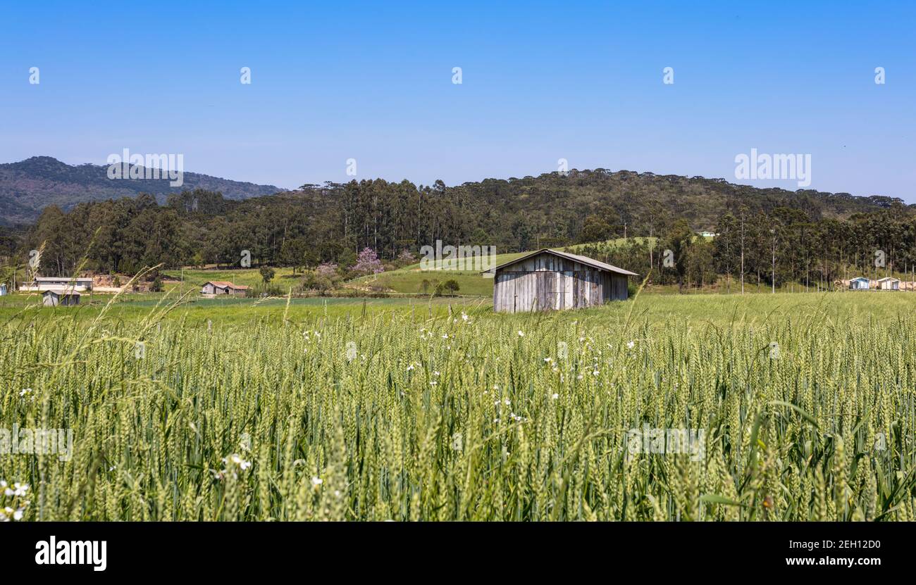 Rural landscape in Brazil during dayt Stock Photo - Alamy