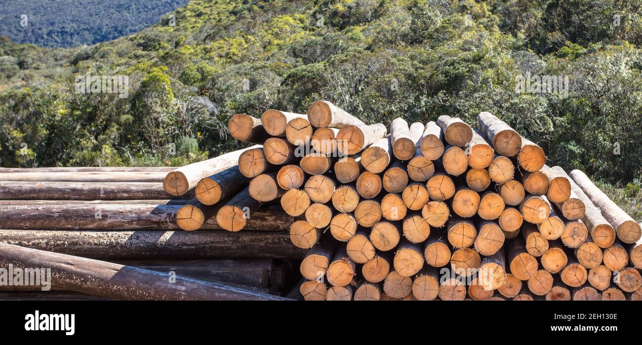 Pile of logs in a natural environment Stock Photo - Alamy