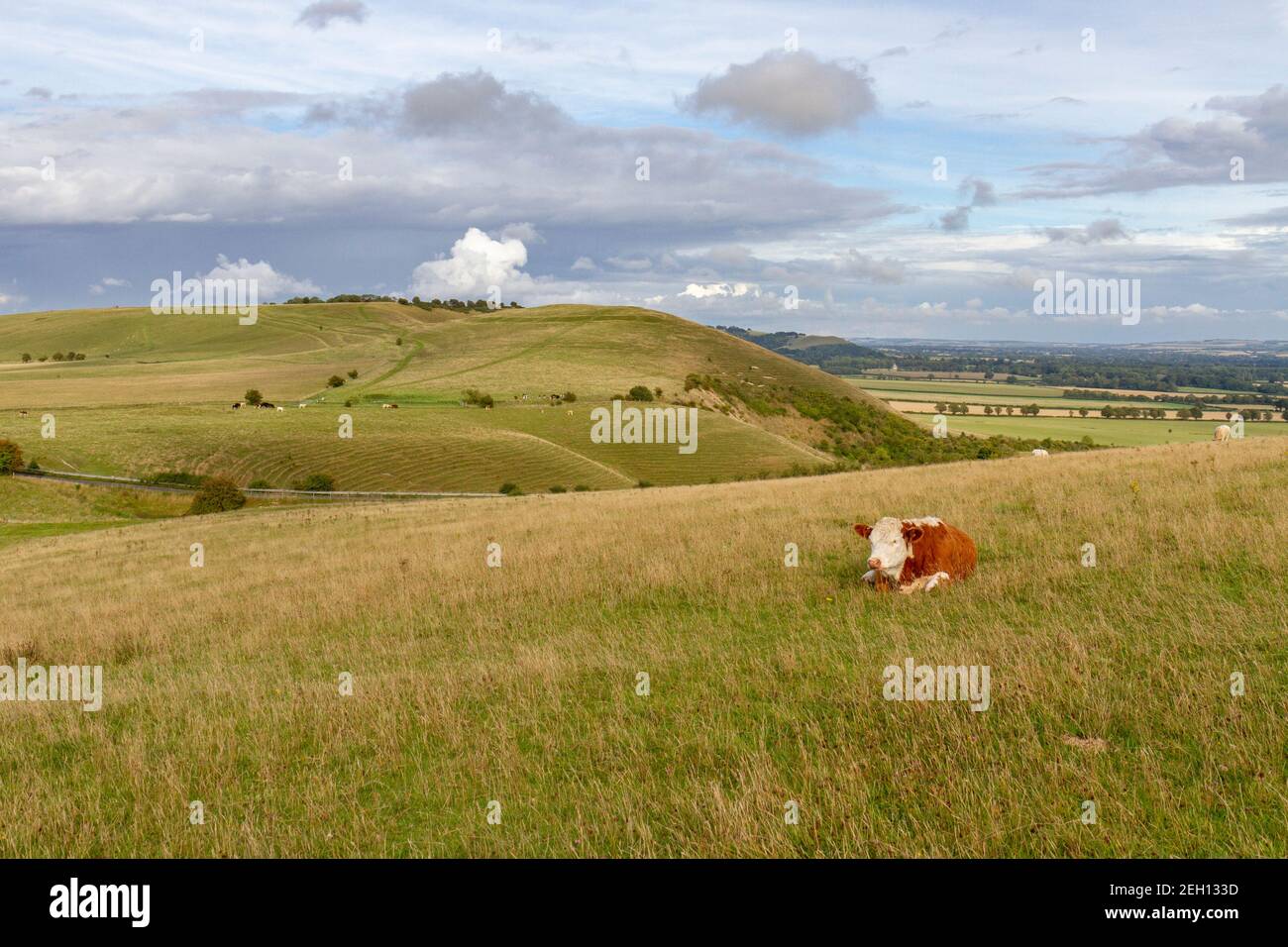 Resting cow hi-res stock photography and images - Alamy