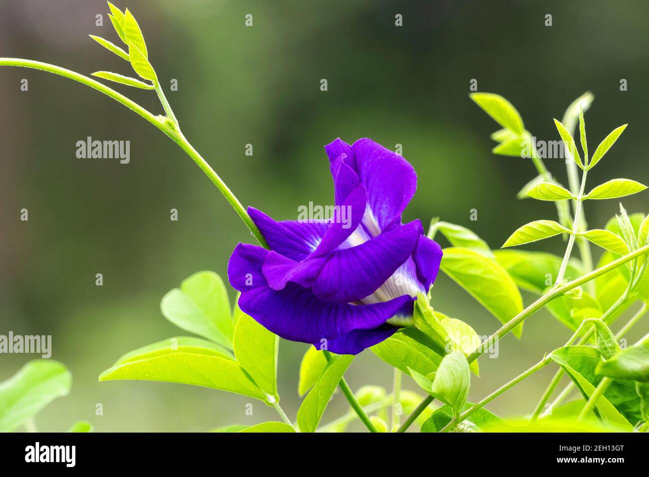 spring and summer garden Stock Photo - Alamy