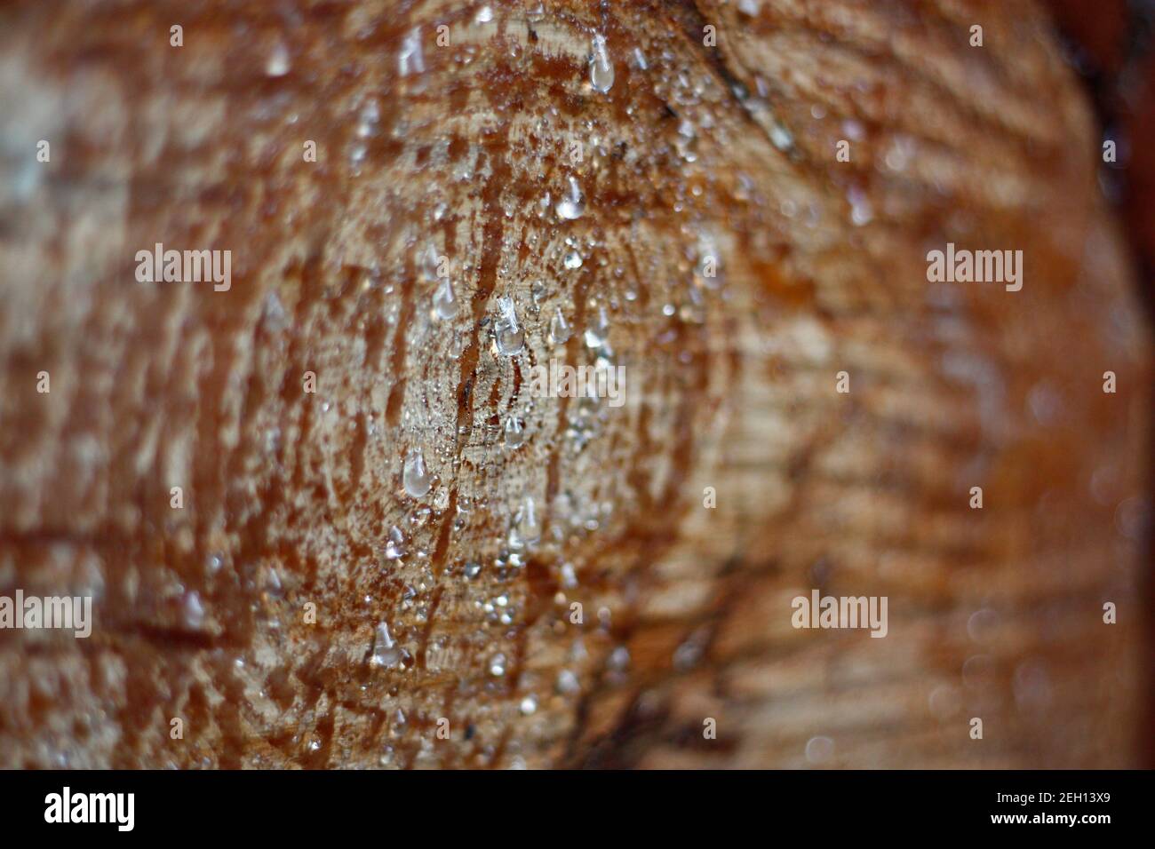 Cuted tree trunk hi-res stock photography and images - Alamy