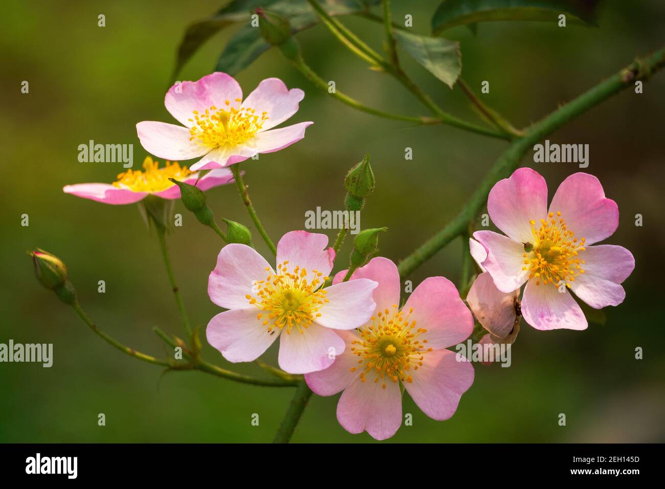 spring and summer garden Stock Photo - Alamy