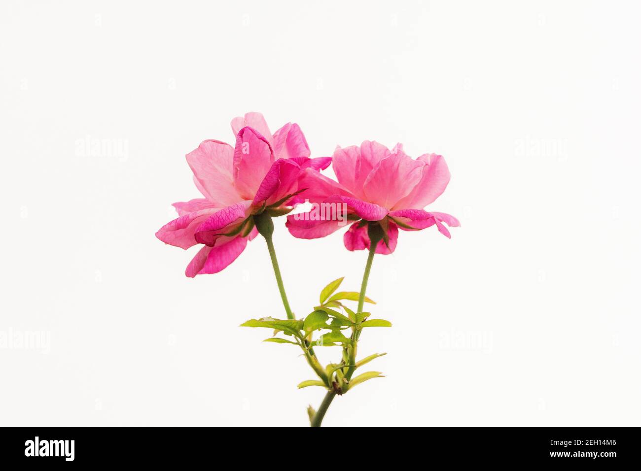 spring and summer garden Stock Photo - Alamy