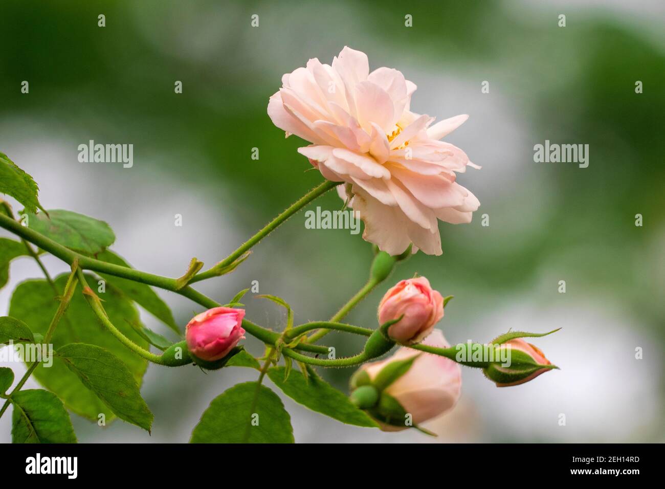 spring and summer garden Stock Photo - Alamy