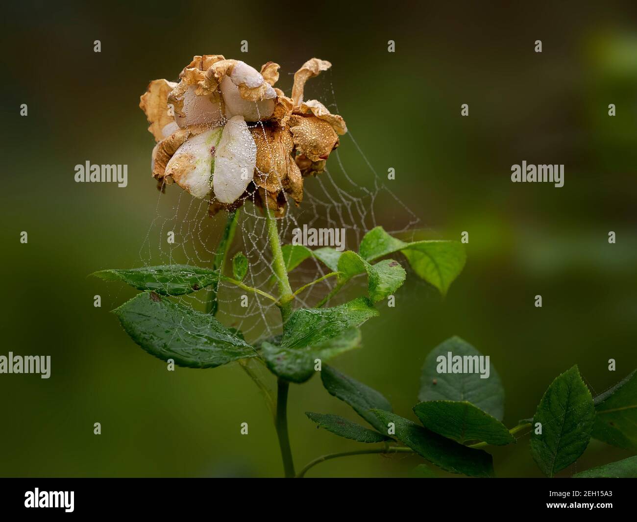 spring and summer garden Stock Photo - Alamy