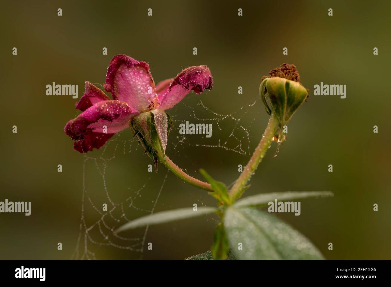 spring and summer garden Stock Photo - Alamy