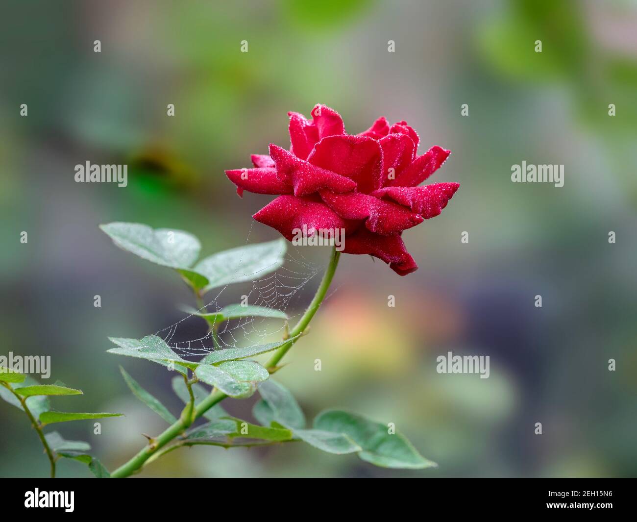 spring and summer garden Stock Photo - Alamy